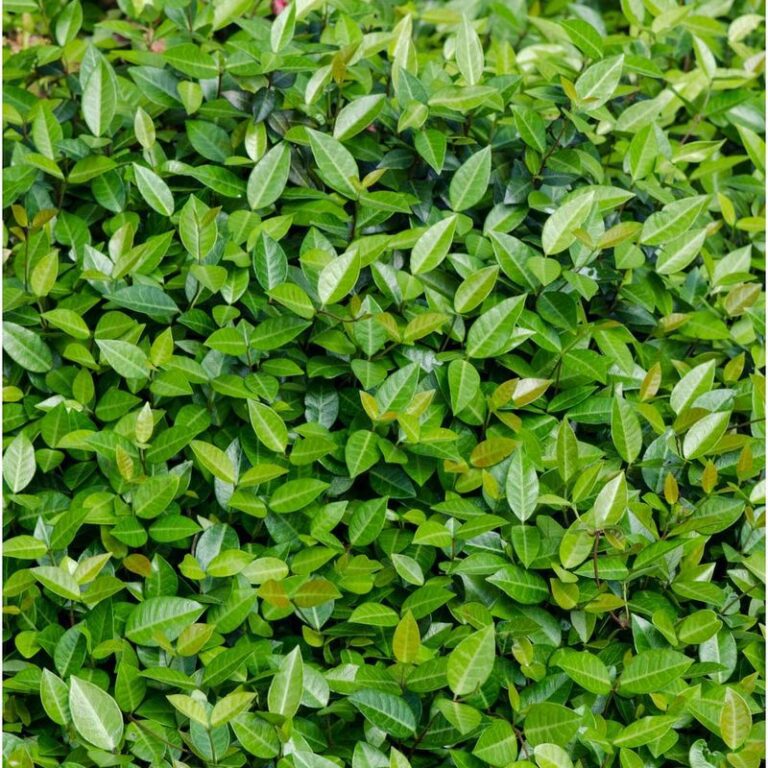 These Are The 7 Best Ground Covers For Florida Yards Where Grass Struggles