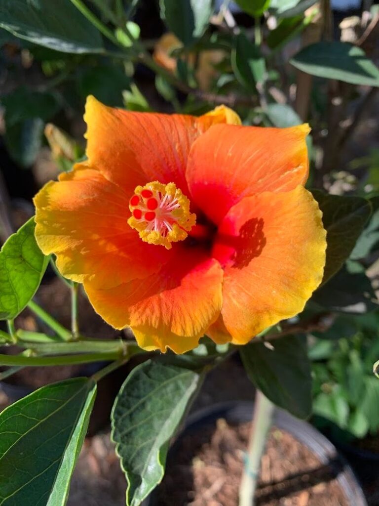 This Florida greenhouse destination is where plant lovers go when basic ...