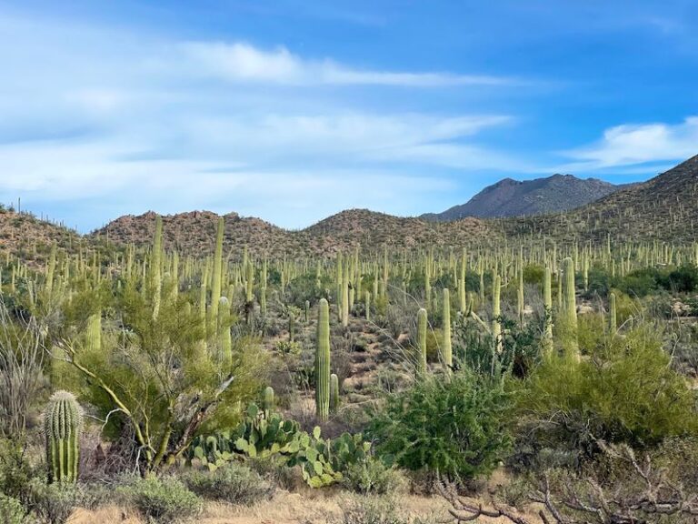 Arizona Attractions That Combine Desert Scenery With Museums, Wildlife ...