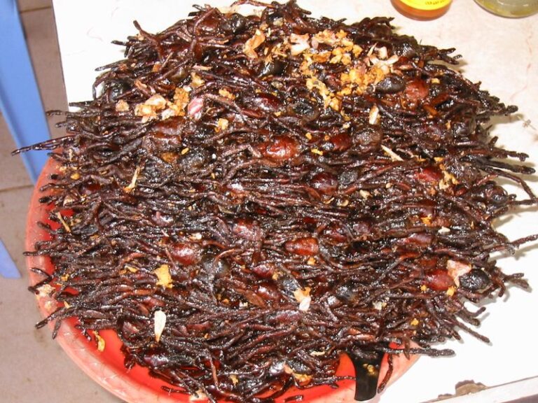 The Most Unusual Delicacies Around The World You Should Try Once
