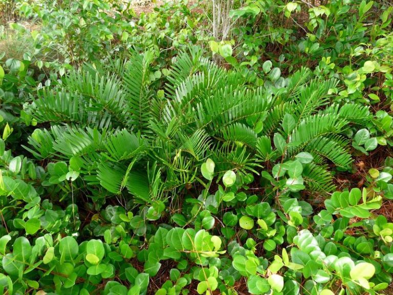 Plants That Grow Well in Florida Without Frequent Fertilizing