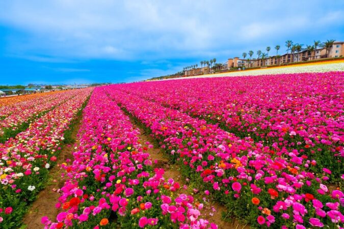 This California Flower Field Spans 50 Acres And Looks Like A Monet Painting