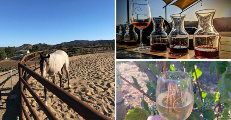 Award-Winning Horses And Fine Wine Make This California Winery Unlike ...