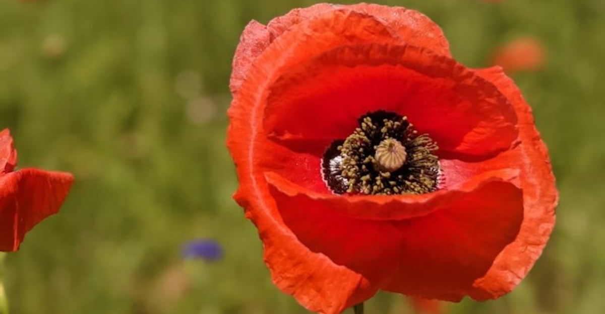 This gorgeous 4-acre poppy field in Michigan looks like something ...