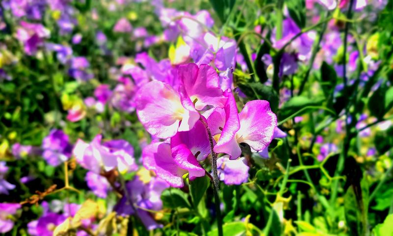This Gorgeous California Flower Field Is So Picturesque It Feels Like A ...